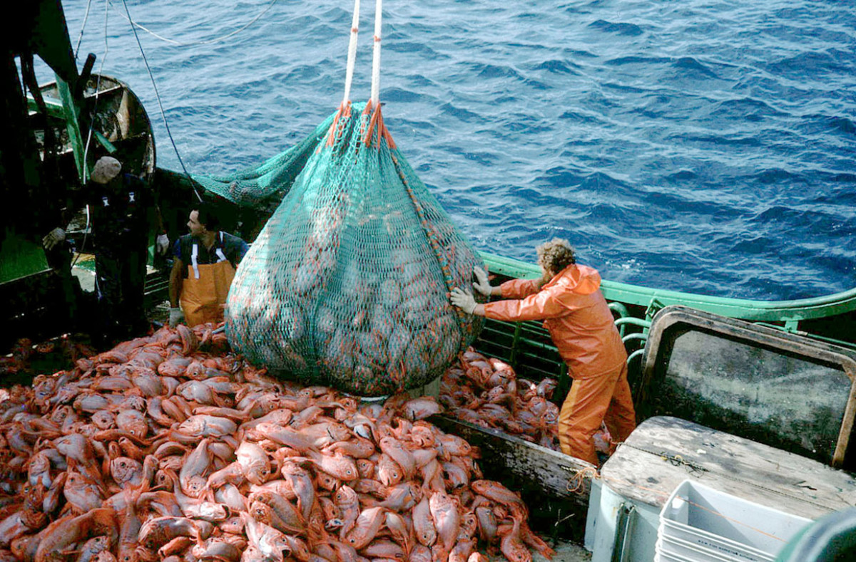What fish are affected by overfishing?