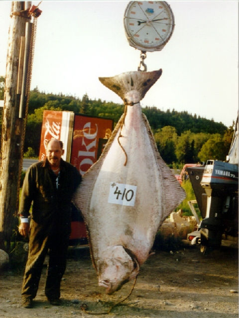 What fish are caught in Homer Alaska?