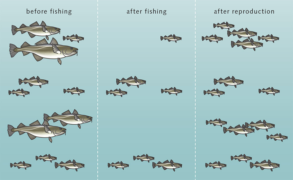 What fish are extinct from overfishing?