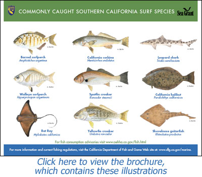 What fish are in Southern California ocean?