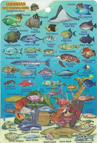 What fish are in the Caribbean?