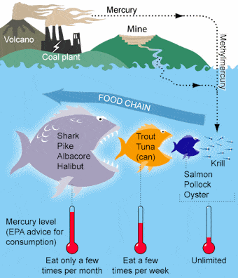 What fish are low in toxins?