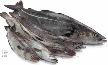 What fish are members of the cod family?