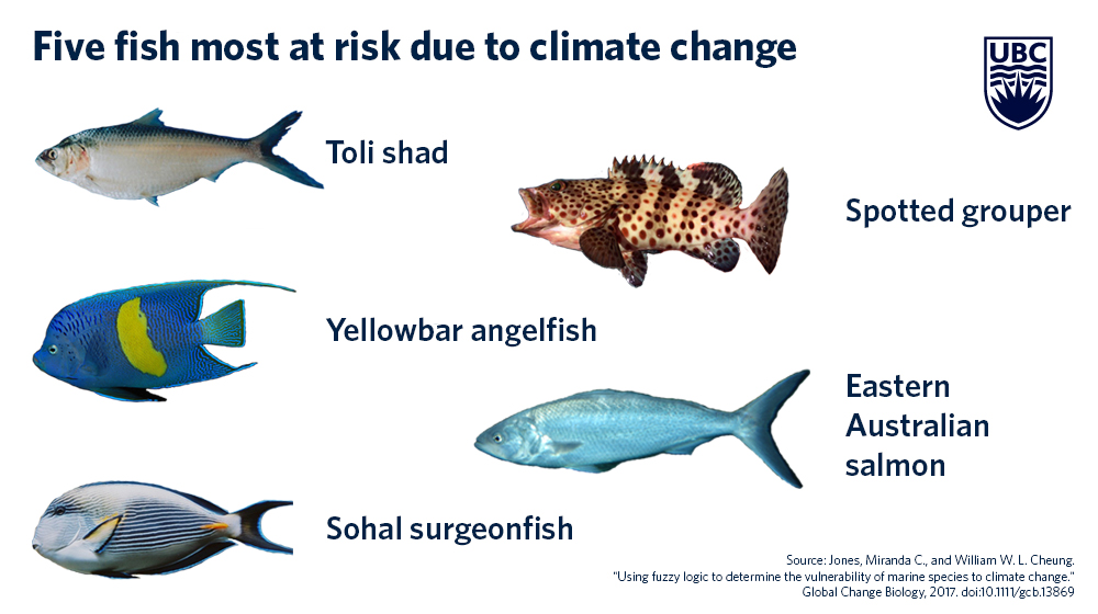 What fish are most affected by climate change?