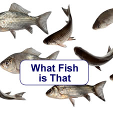 What fish are native to Australia?