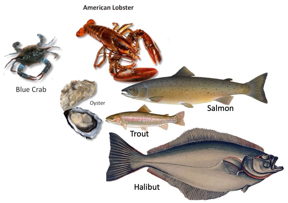 What fish are shellfish?