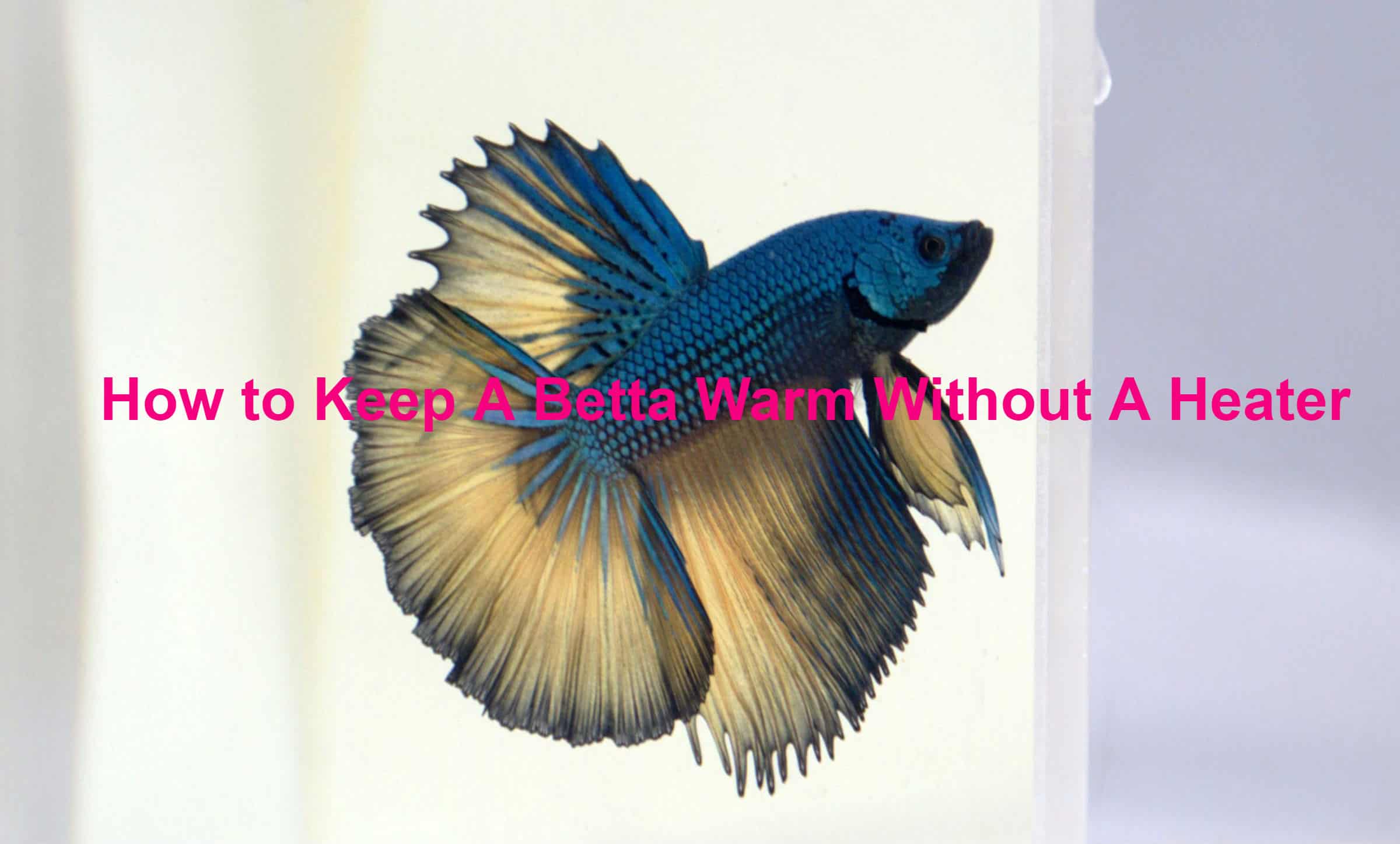 What fish can be kept in a tank without a heater?