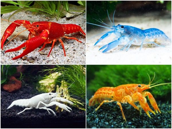 What fish can go in a tank with a lobster?