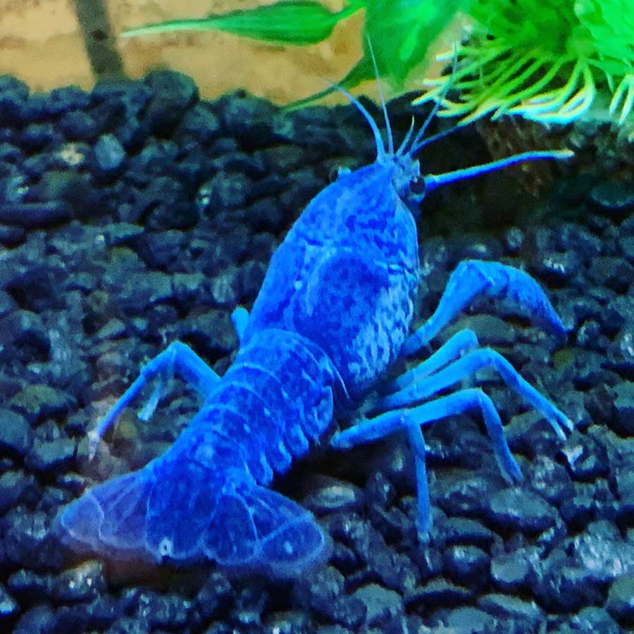 What fish can live with blue crayfish?