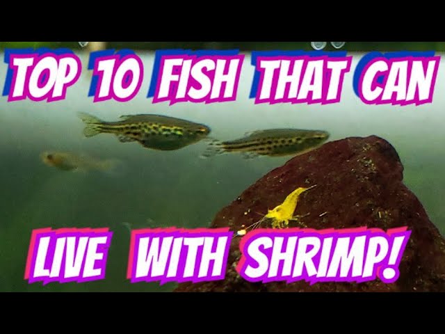 What fish can live with Neocaridina shrimp?