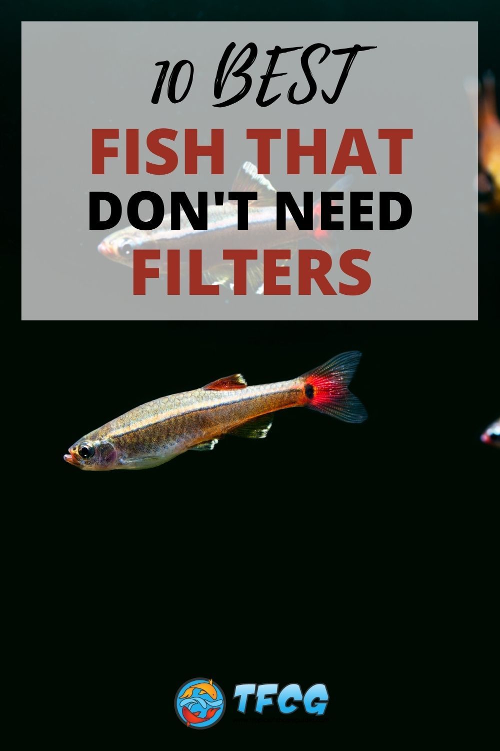 What fish can live without a heater or filter?