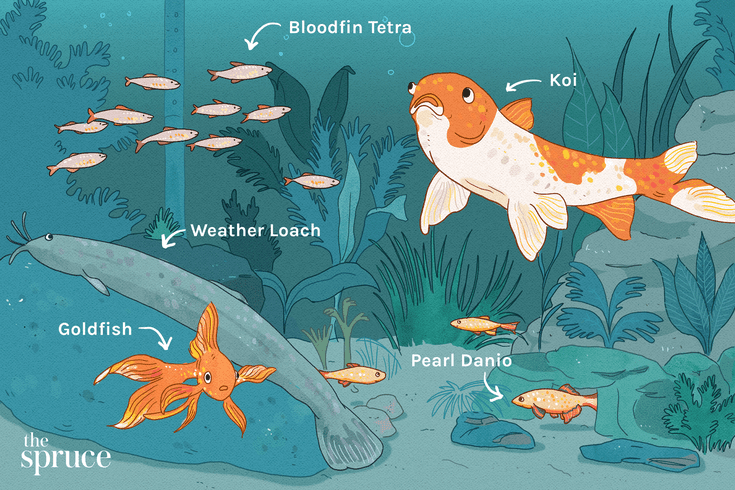 What fish can survive in cold water pond?