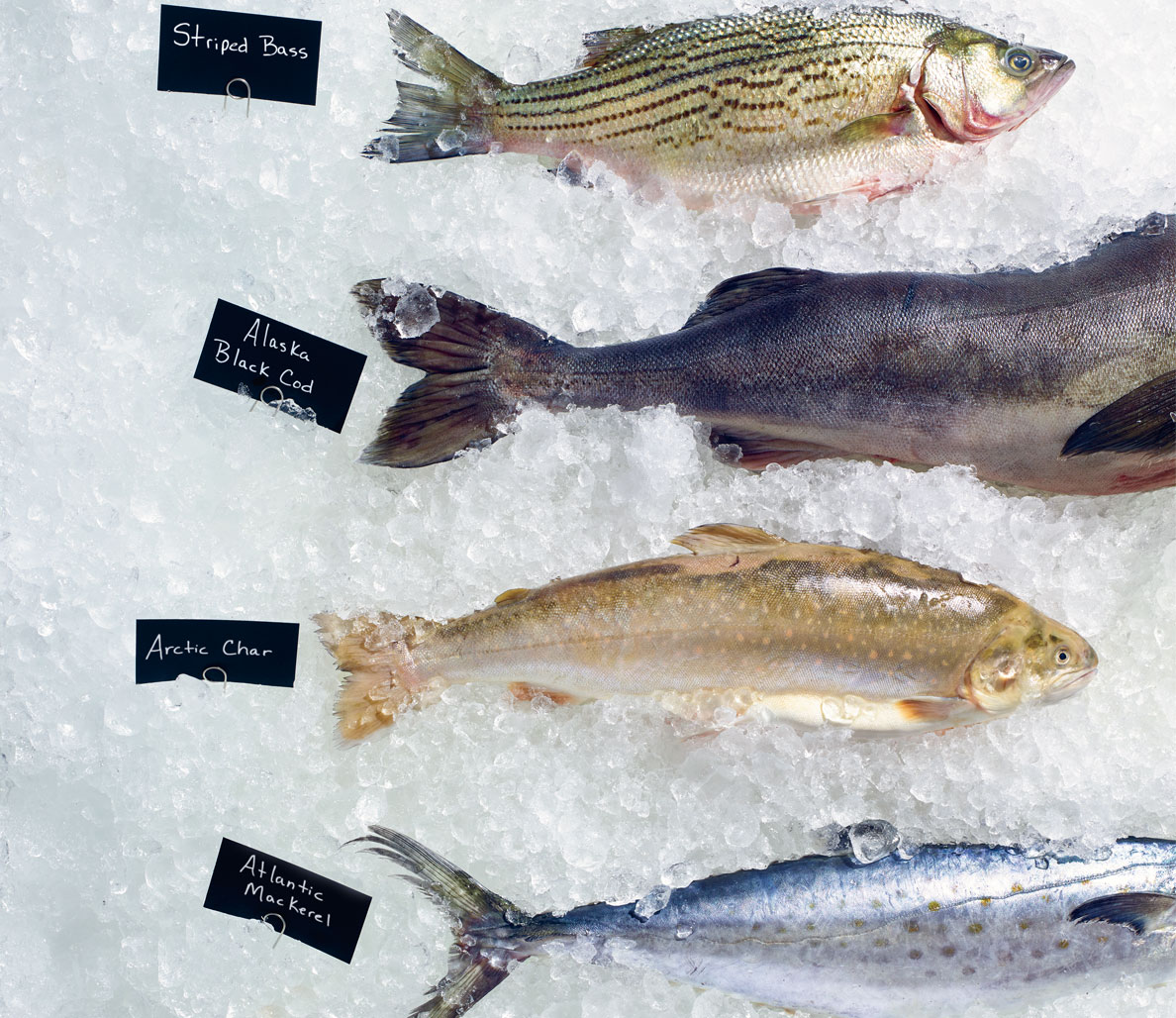 What fish can you buy from supermarket?