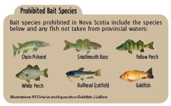 What fish can you catch from shore in Nova Scotia?