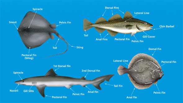 What fish can you catch from shore UK?