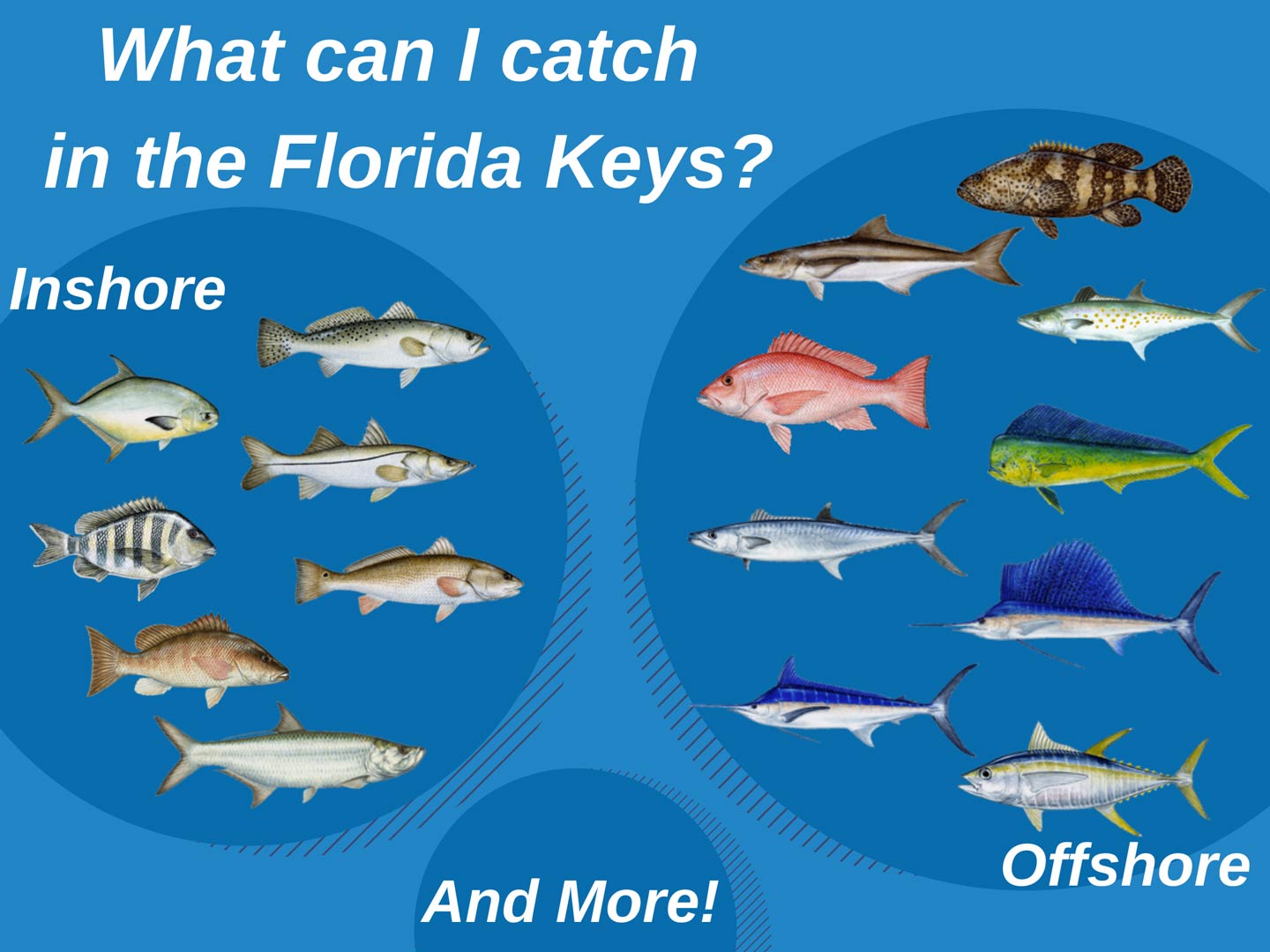 What fish can you catch in Florida right now?