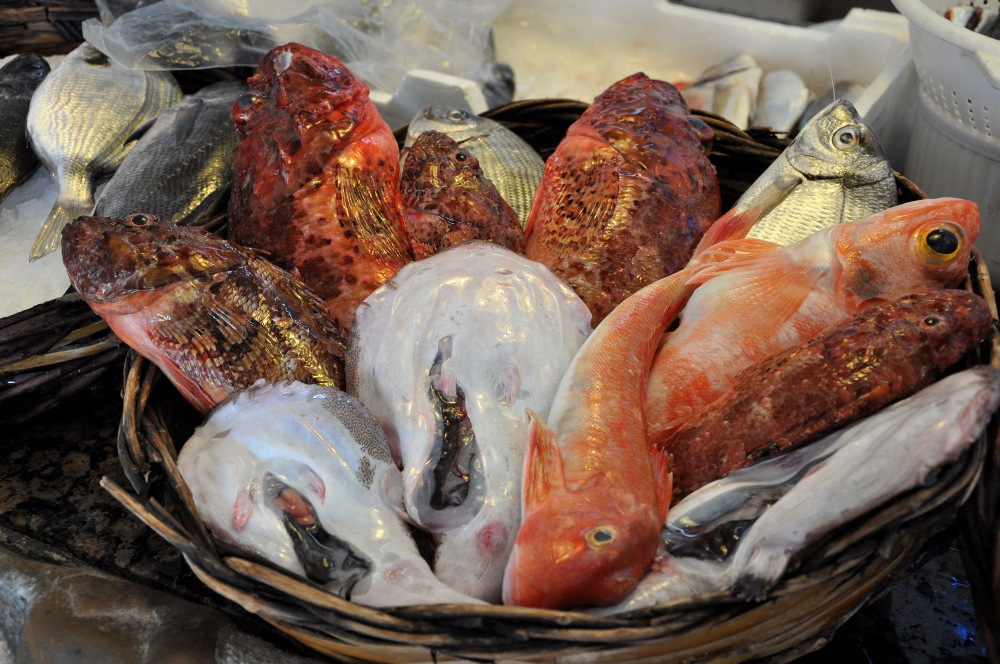 What fish can you catch in Italy?