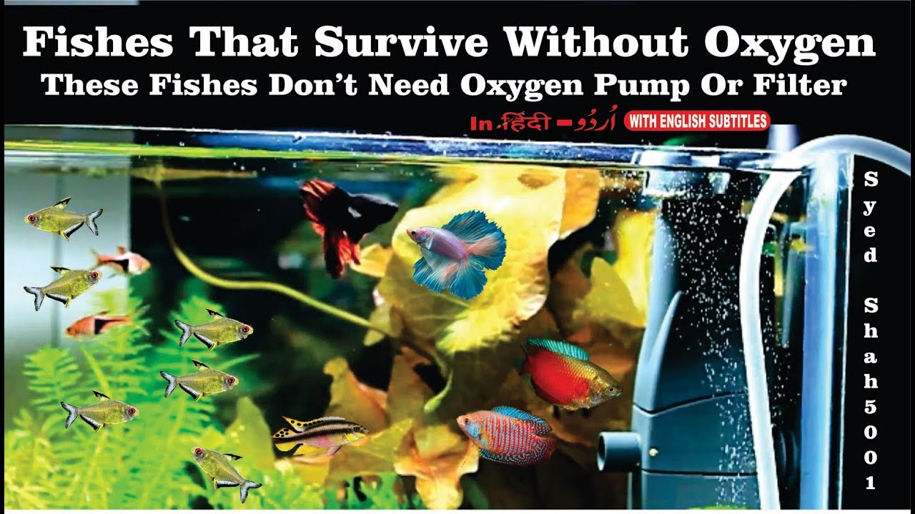 What fish can you have without a pump?