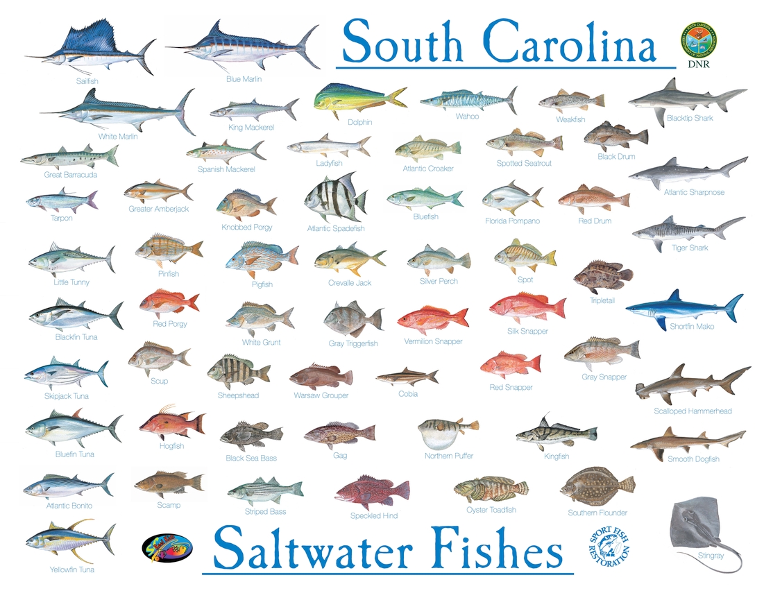 What fish can you keep in South Carolina?