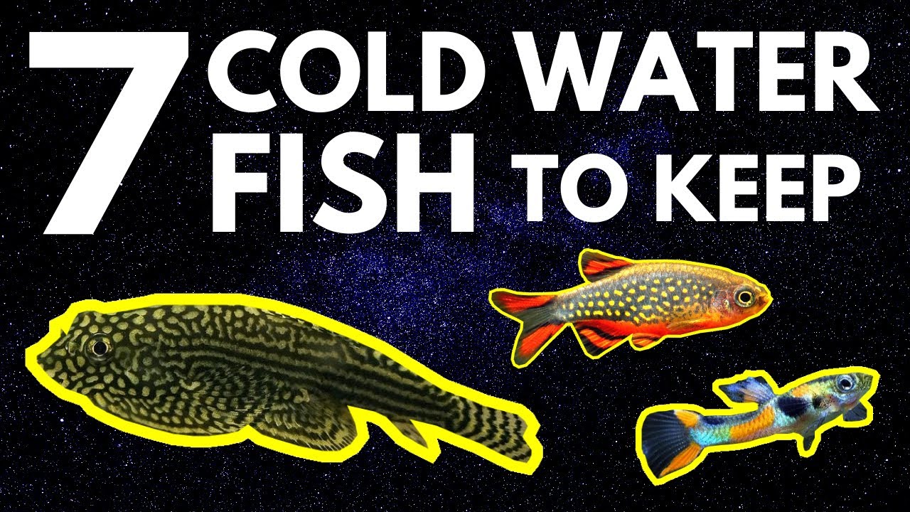 What fish can you keep without a heater?