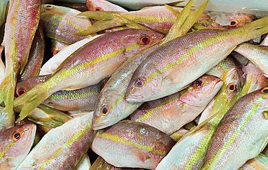 What fish do Caribbeans eat?