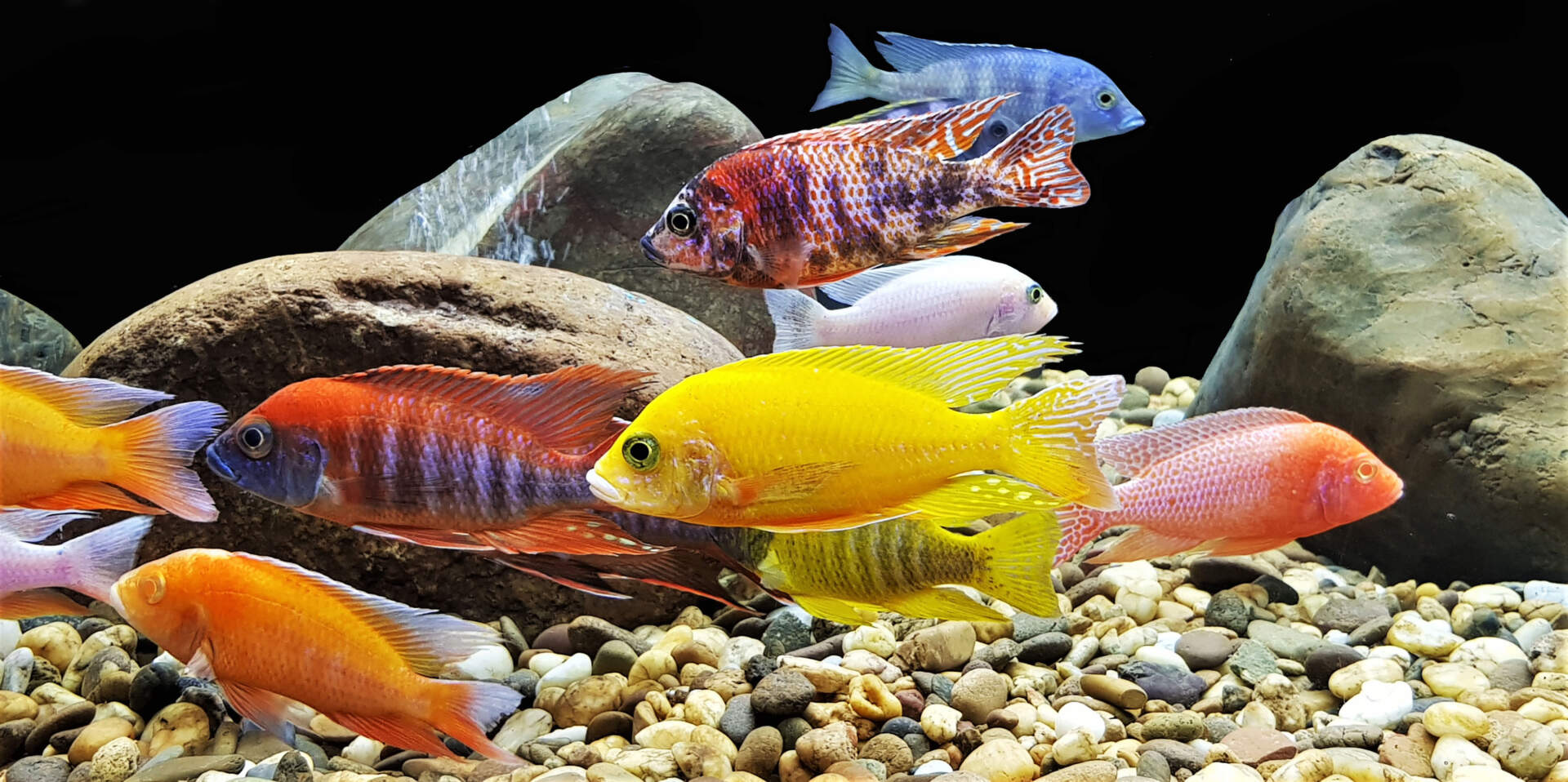 What fish do well in hard water?