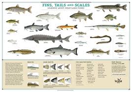 What fish doesnt have scales and fins?