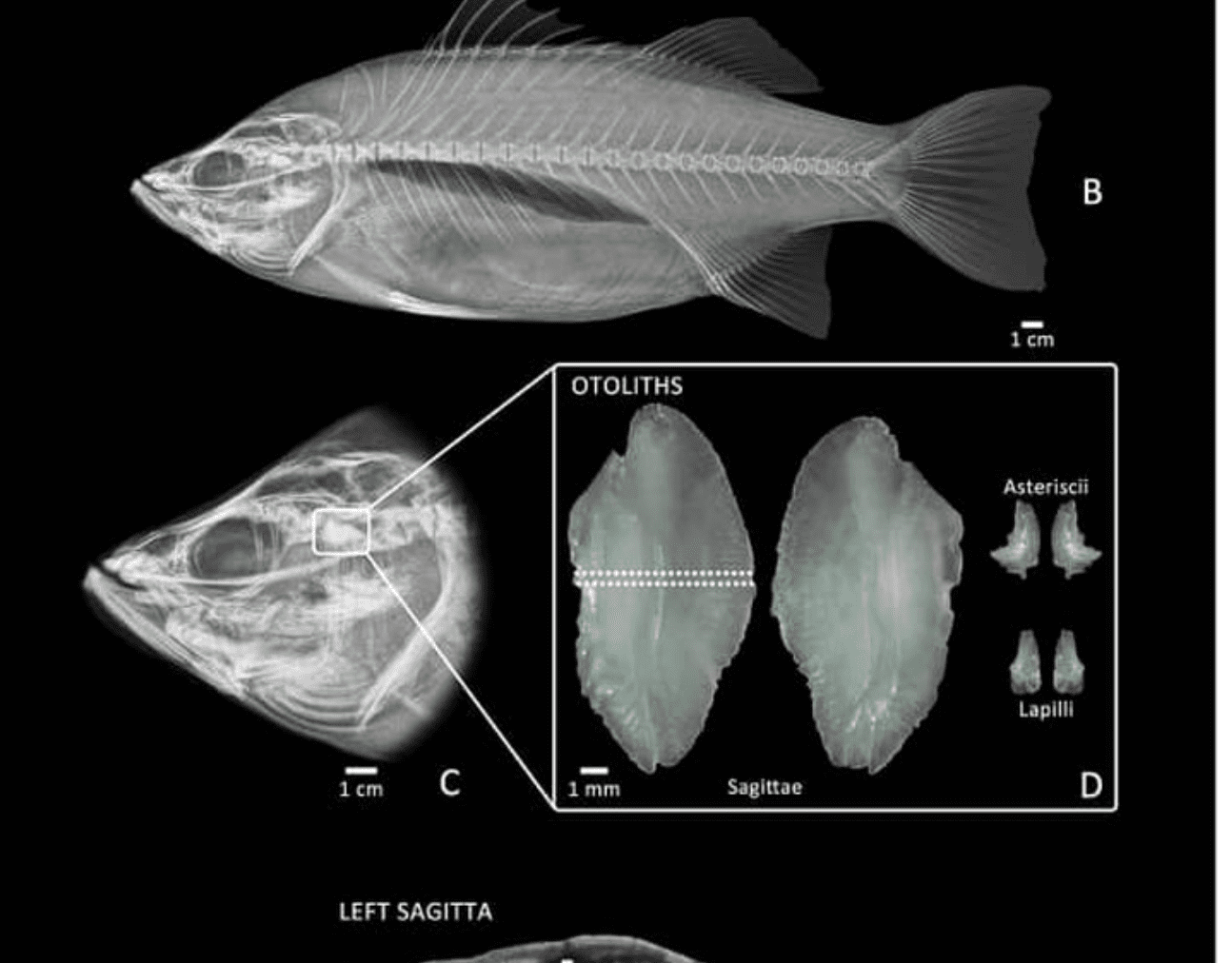 What fish has a stone in its head?