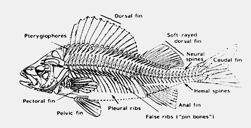 What fish has pin bones?