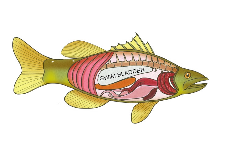 What fish has the biggest swim bladder?