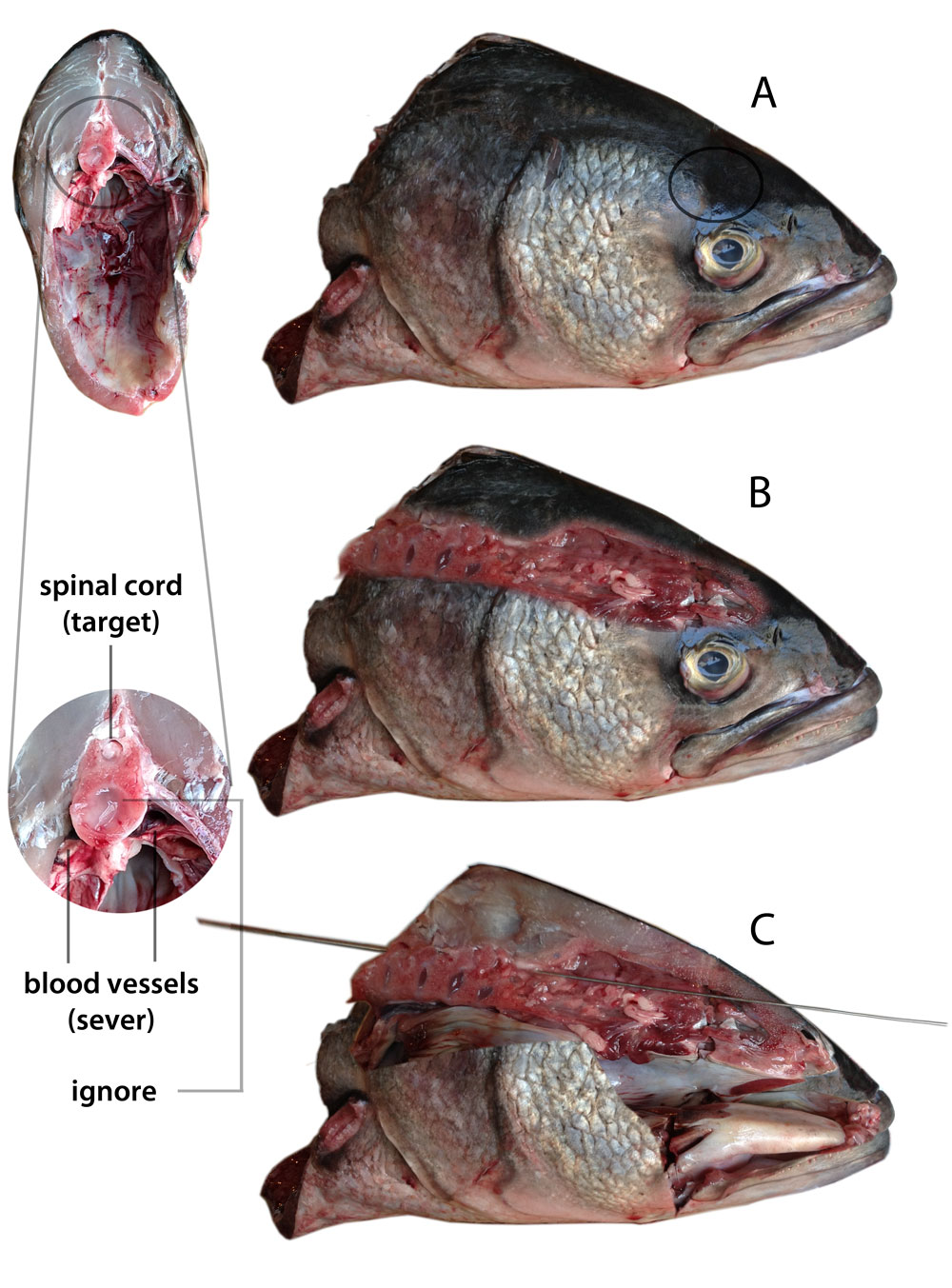 What fish head does to the brain?