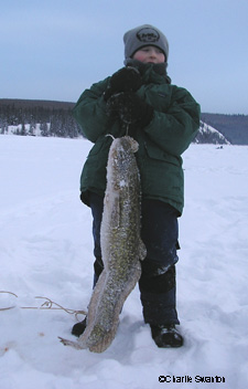 What fish in Alaska taste like lobster?