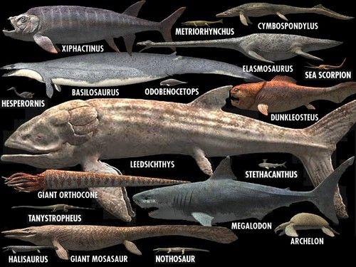 What fish is bigger than a megalodon?