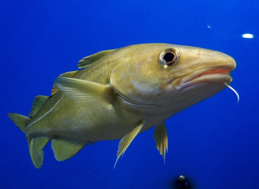 What fish is closest to cod?