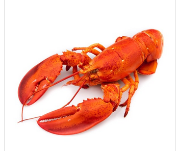 What fish is closest to lobster?