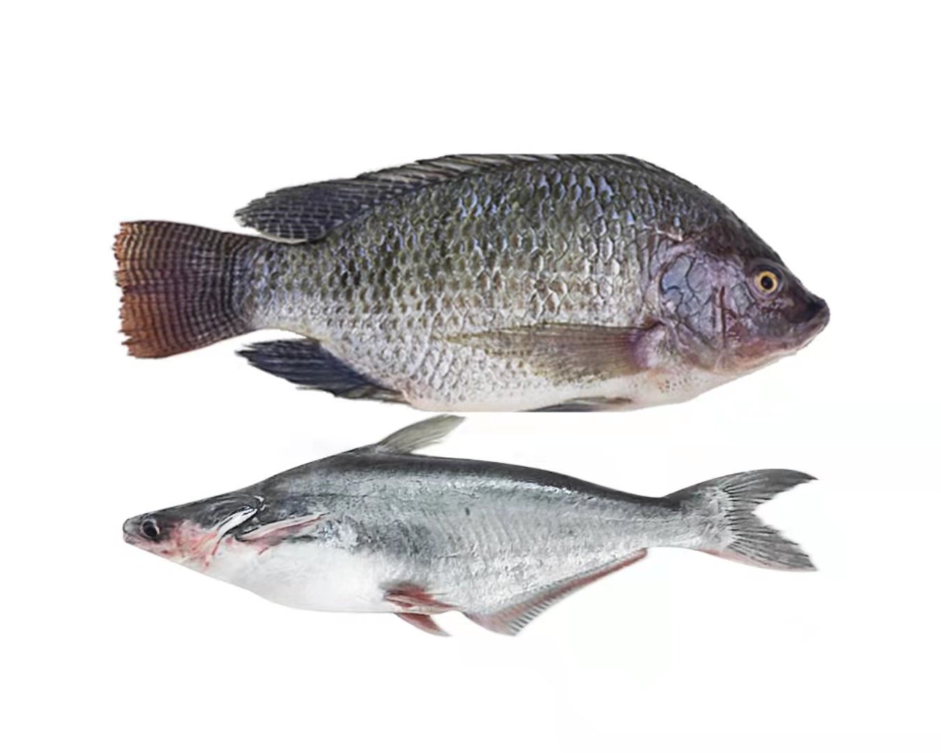 What fish is comparable to tilapia?