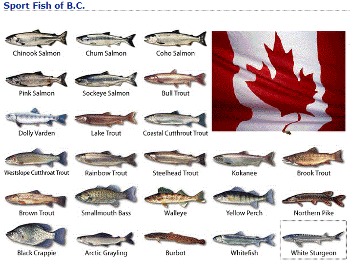 What fish is in season in British Columbia?