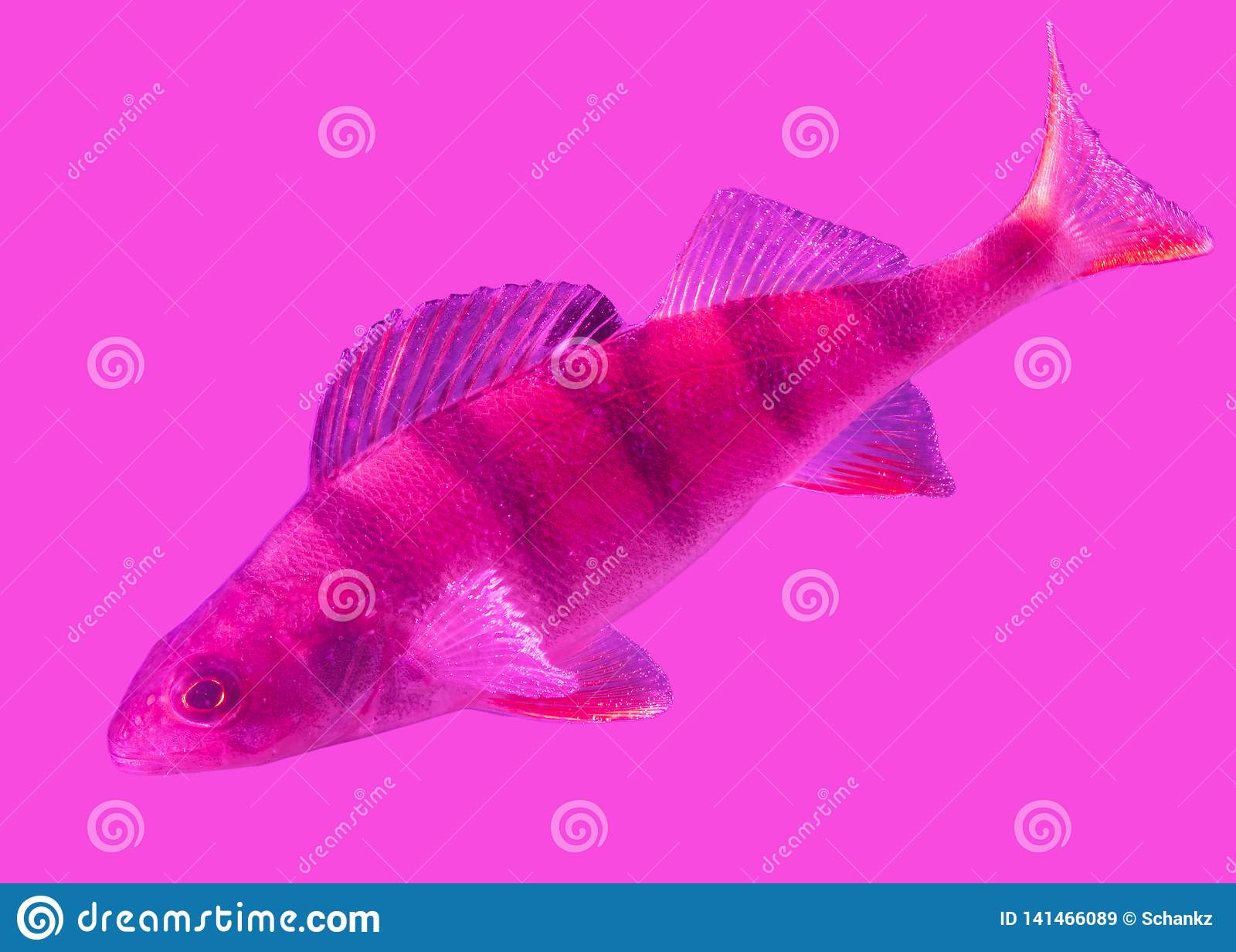 What fish is pink in color?