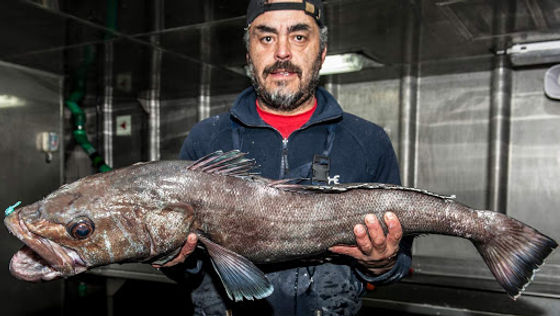 What fish is similar to Chilean sea bass?