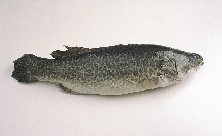 What fish is similar to cod in Australia?