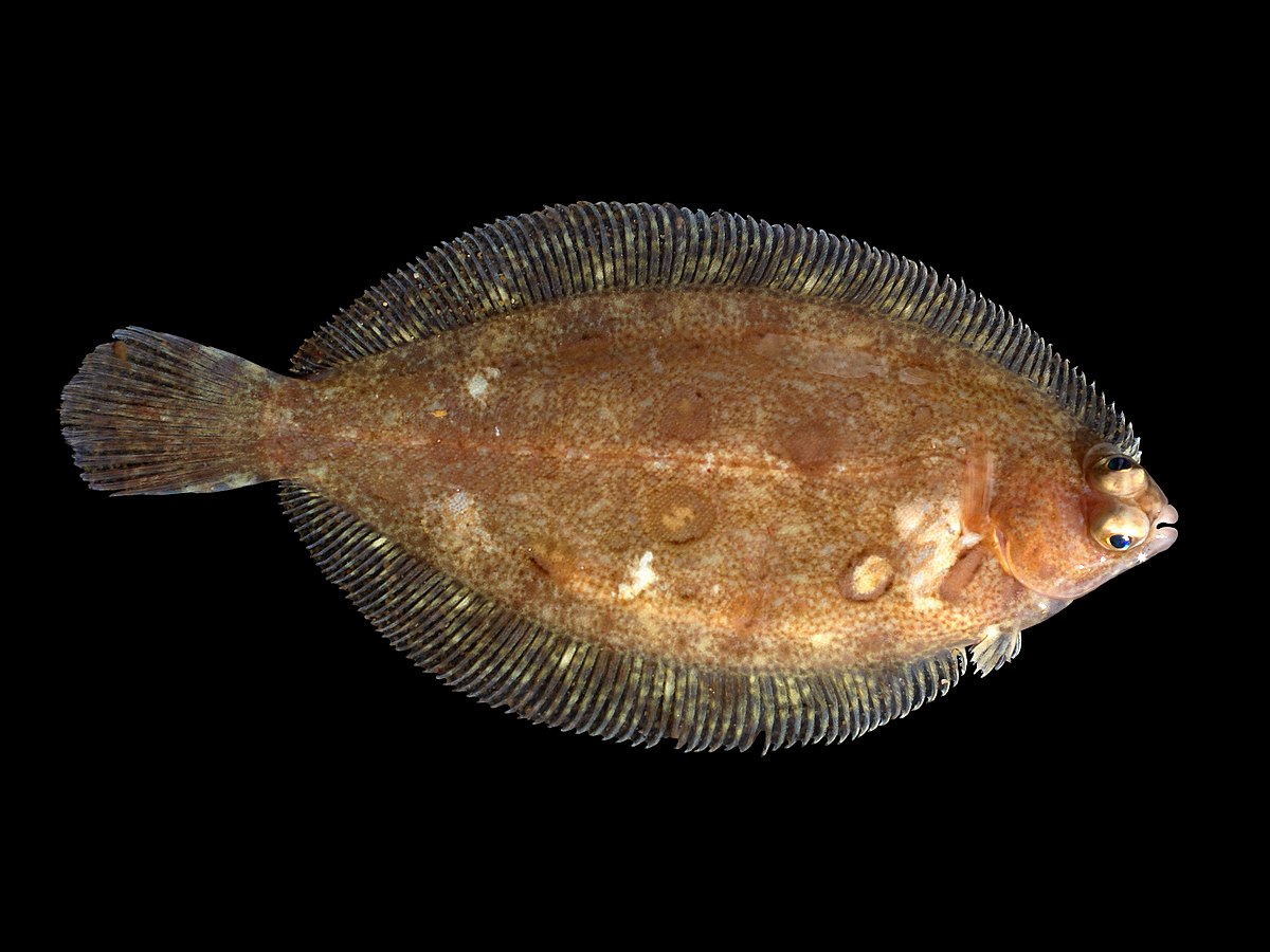 What fish is similar to lemon sole?