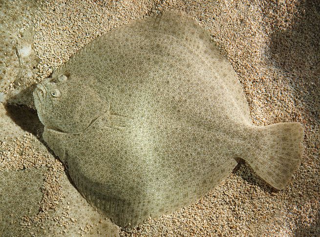 What fish is similar to turbot?