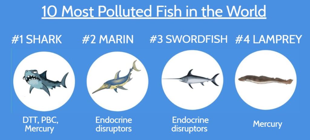 What fish is the least contaminated?