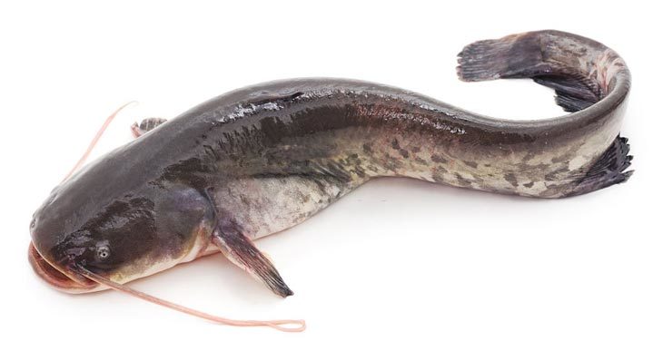 What fish is used instead of catfish?