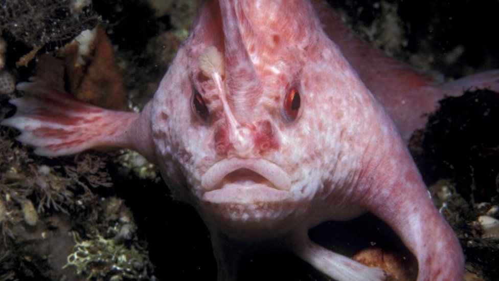 What fish live off the coast of Australia?