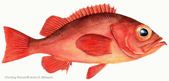 What fish looks red?