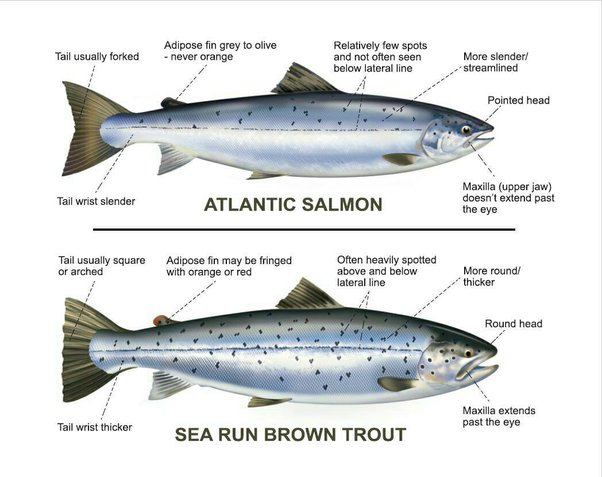 What fish taste the most like salmon?