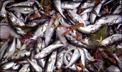 What fish will be extinct by 2050?