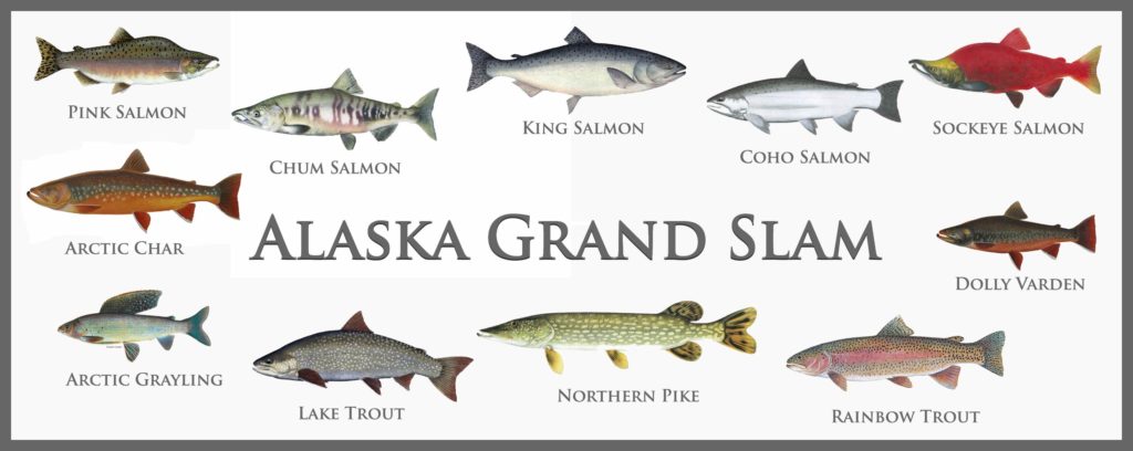 What fish you can catch in Alaska?