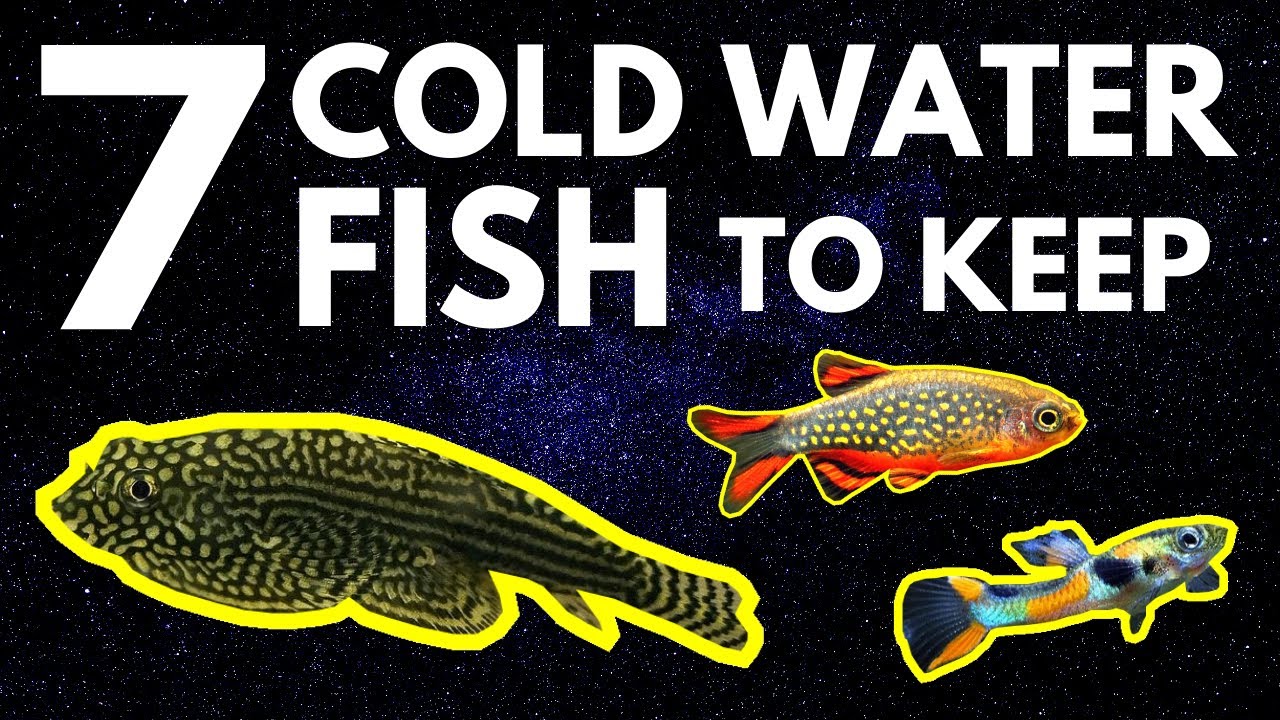 What fishes do not need a heater?